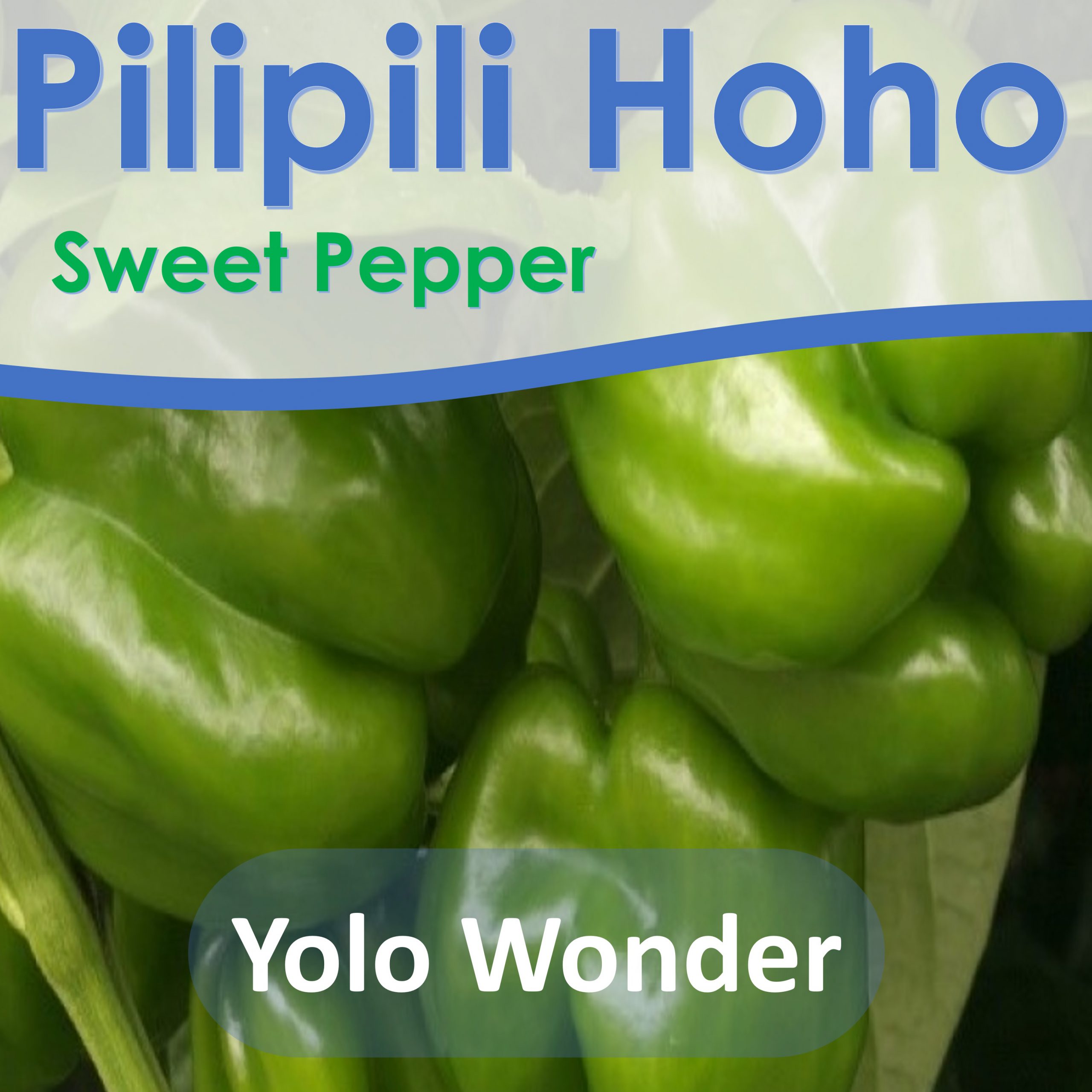 Sweet Pepper Seeds: Yolo Wonder - BAREFOOT INTERNATIONAL LTD